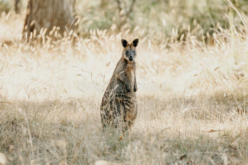 Wallaby Macropodidae Macropus Stock Image - Image of adult, marsupial ...