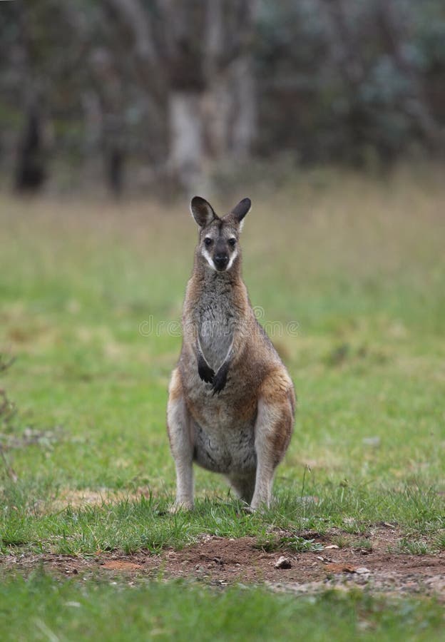 Kangaroo stock image. Image of marsupial, mammal, australia - 13525199