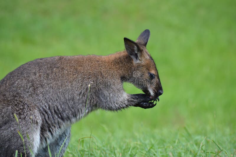 Wallaby stock photo. Image of eyes, spring, enrichment - 96888582
