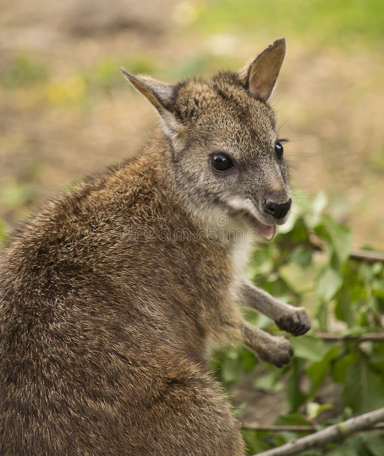 Wallaby stock photo. Image of small, closeup, furry, nature - 42040578