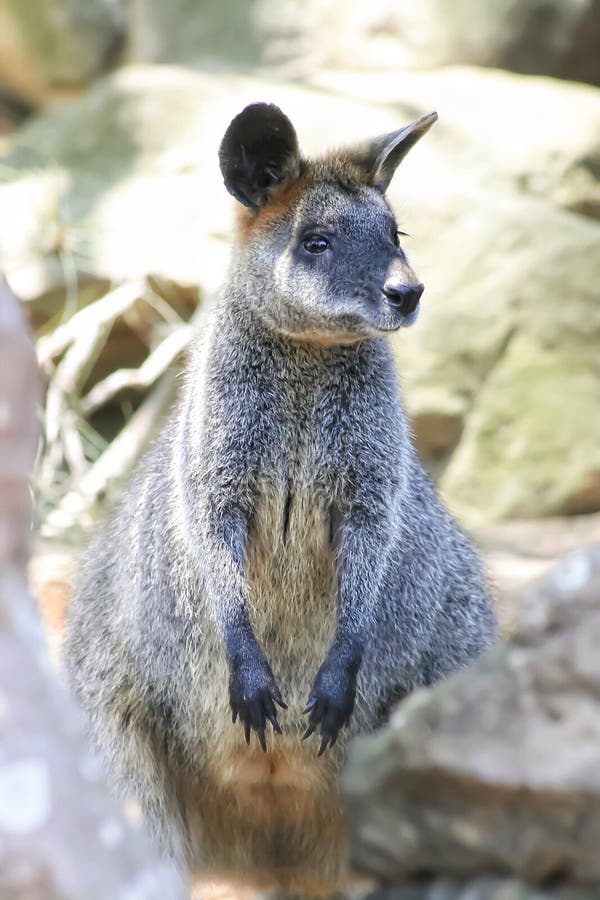 Wallaby stock photo. Image of cute, face, photograph - 98528174