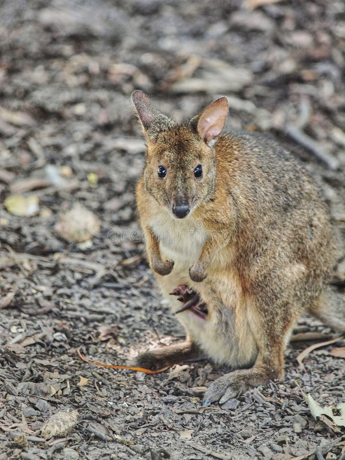 Wallaby in Queensland, Australia. Stock Image - Image of baby, kangaroo ...