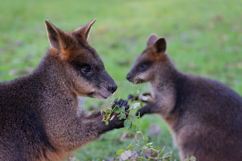 Wallaby`s eating stock photo. Image of wilderness, kangaroo - 81858820