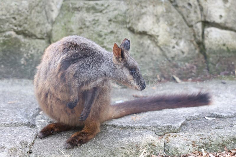 The Wallaby is Small Animal and Cute in Australia Stock Image - Image ...