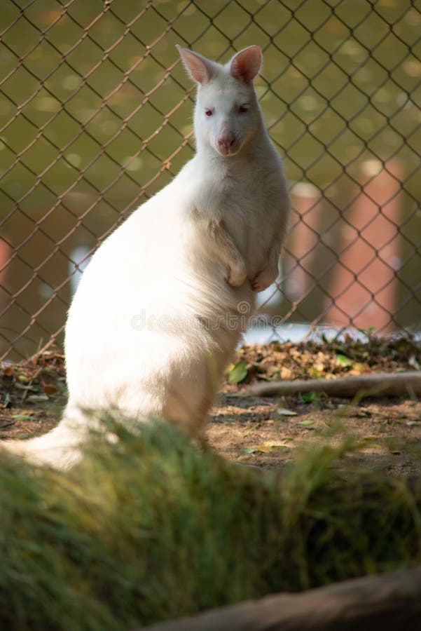 Albino wallaby stock photo. Image of park, pink, beautiful - 33750198