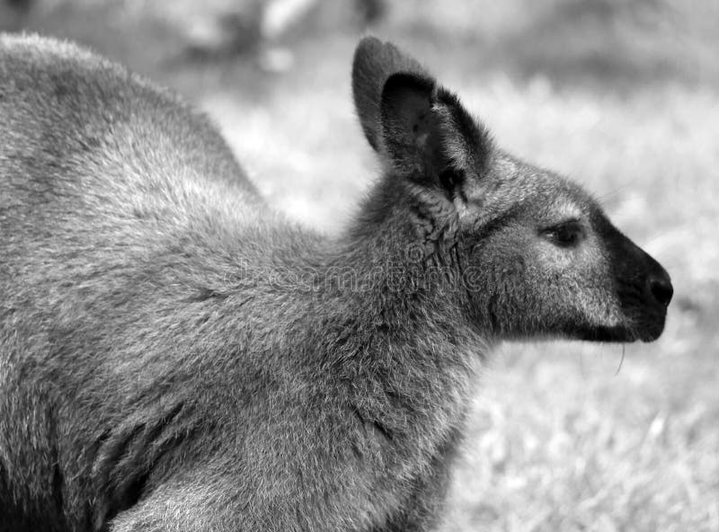A Wallaby is a Small or Middle-sized Macropod Native To Australia Stock ...
