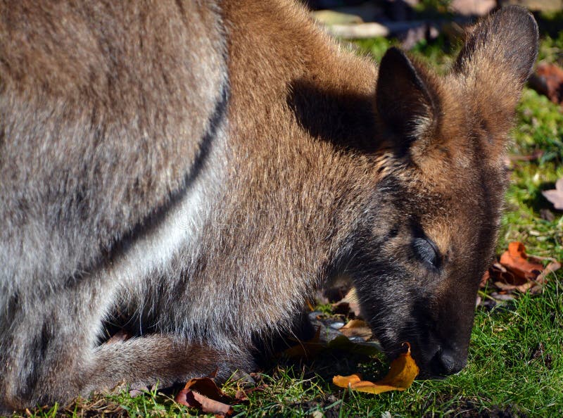 718 Macropod Native Stock Photos - Free & Royalty-Free Stock Photos ...