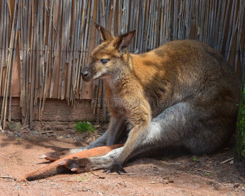 A Wallaby is a Small or Middle-sized Macropod Stock Photo - Image of ...