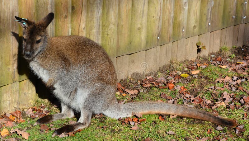 A Wallaby is a Small or Middle-sized Macropod Stock Image - Image of ...
