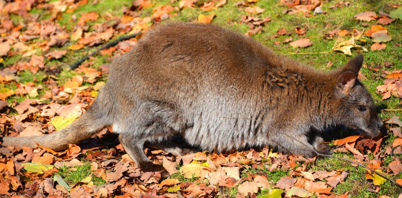 A Wallaby is a Small or Middle-sized Macropod Stock Photo - Image of ...