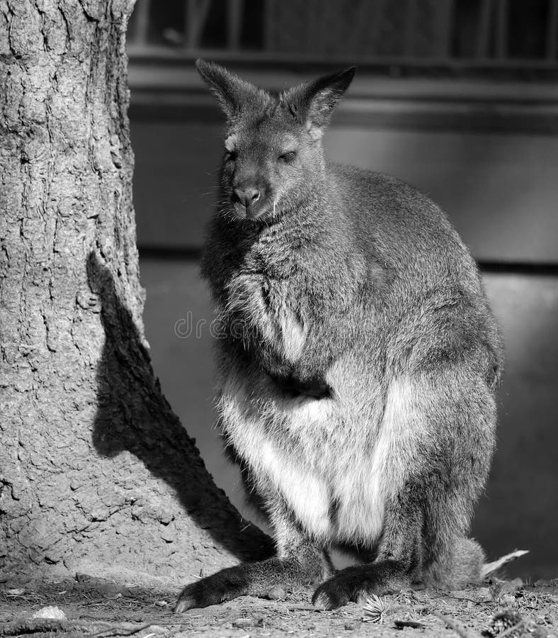 A Wallaby is a Small or Middle-sized Macropod Native To Australia Stock ...