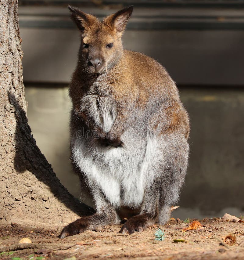 A Wallaby is a Small or Middle-sized Macropod Native To Australia Stock ...