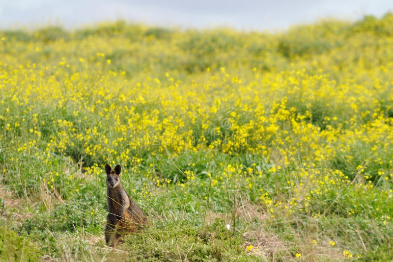 Wallaby standing stock image. Image of wild, golden, bush - 39234453