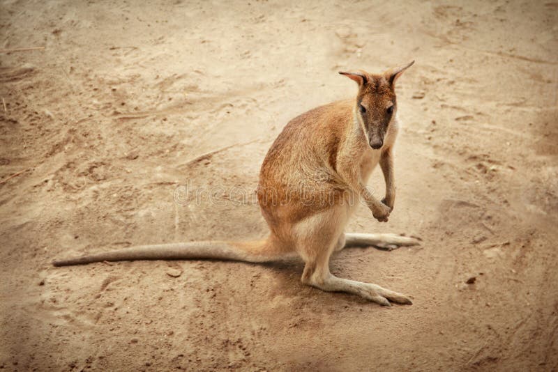 A wallaby standing stock photo. Image of conservation - 64164254