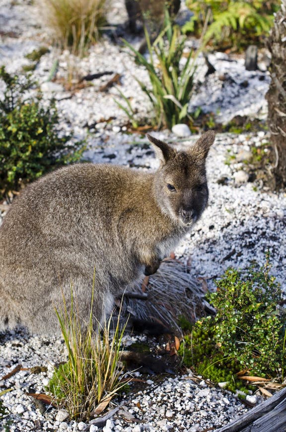Wallaby in Tasmanian bush stock photo. Image of portrait - 24707402