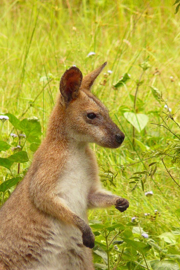 Wallaby in the wild stock image. Image of australian, bush - 4627003