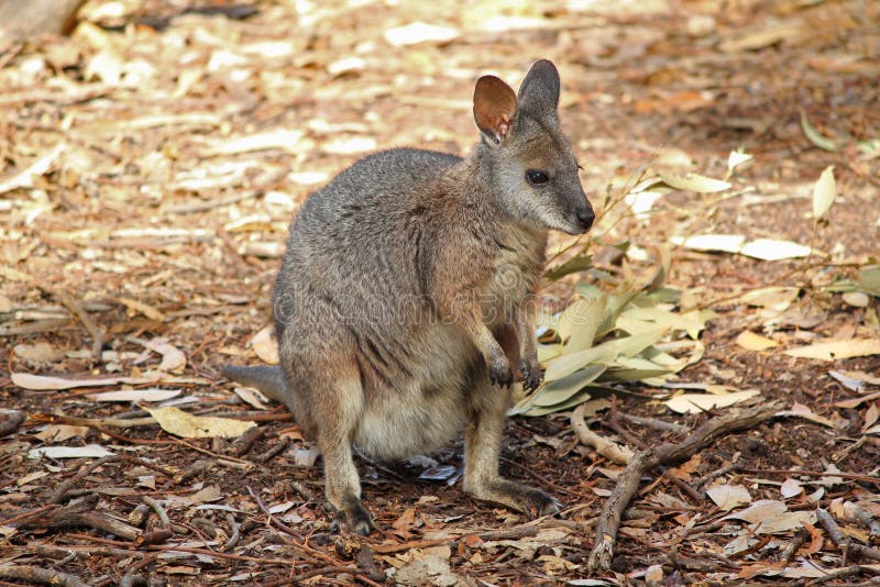 Rufous Rat kangaroo stock image. Image of endangered - 12675409