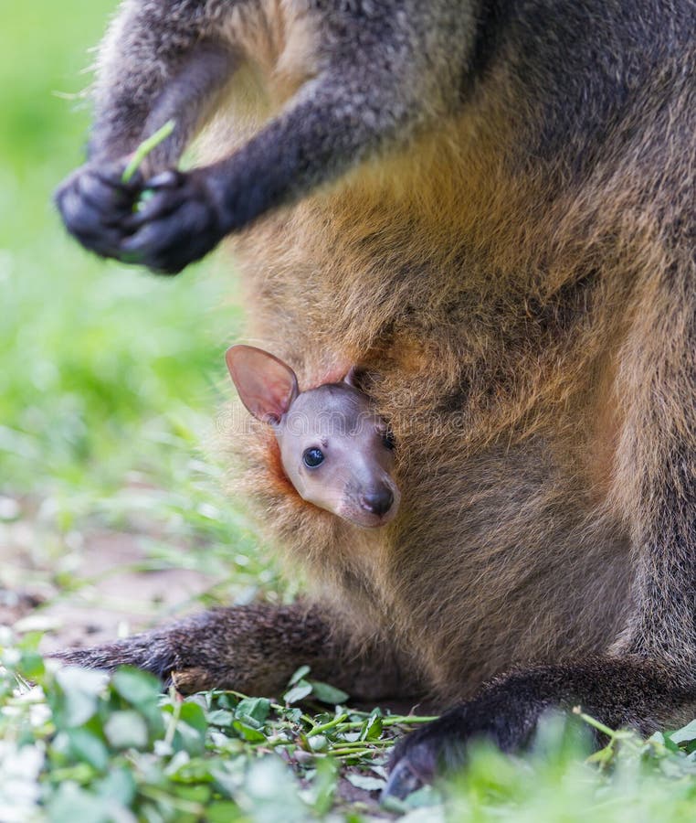 Wallaby with a young joey stock image. Image of australian - 58504397