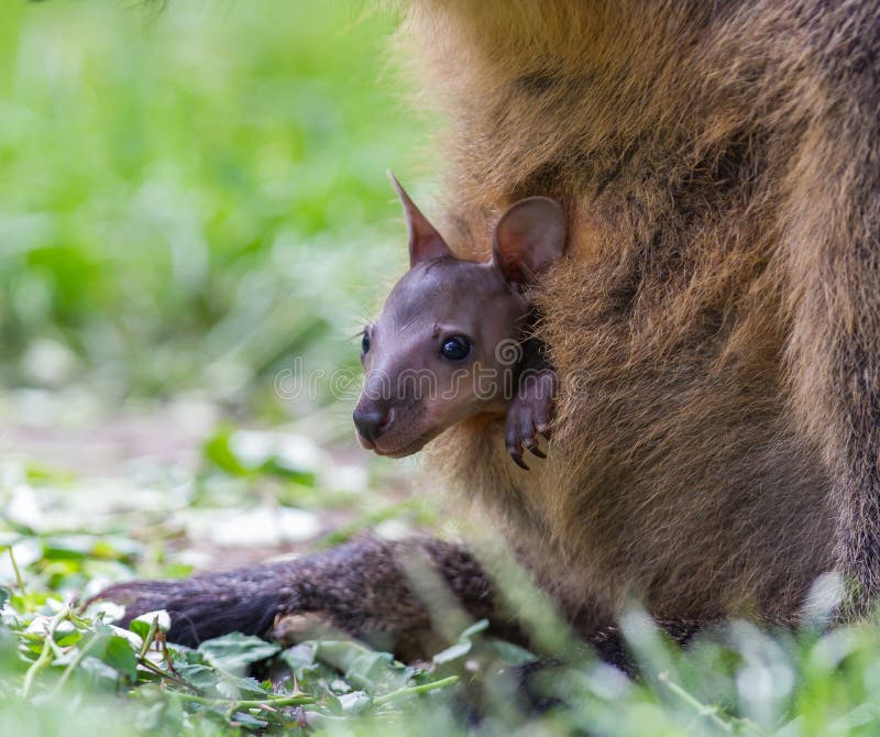 Wallaby with a young joey stock image. Image of mammal - 58644029