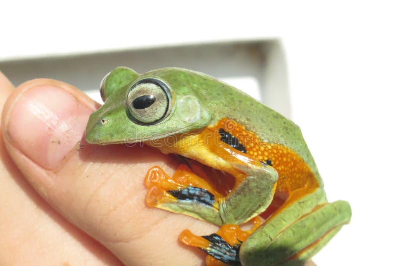 Wallace Flying Frog Exotic Wildlife Stock Photo - Image of reptile ...