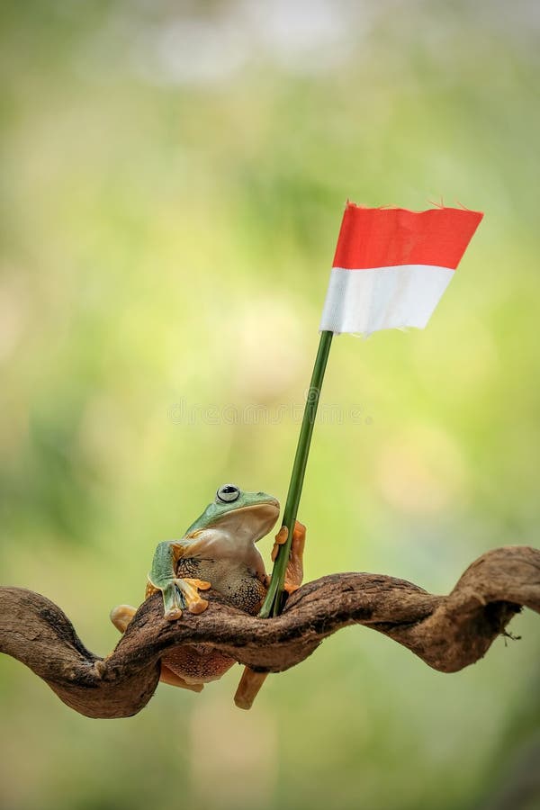 Wallace S Flying Frogs on Branch with Flower Stock Photo - Image of ...