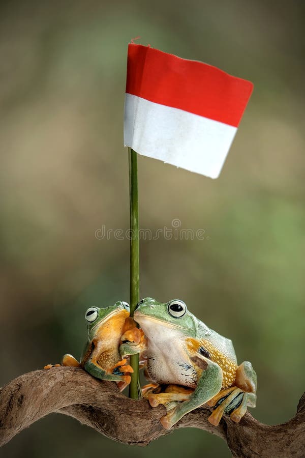 Wallace S Flying Frogs on Branch with Flower Stock Photo - Image of ...