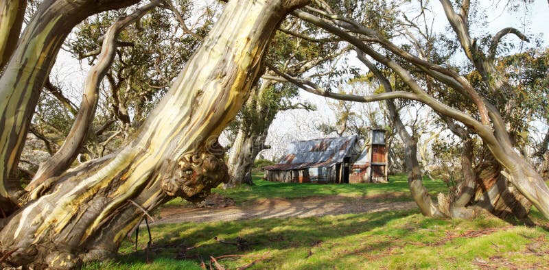 Wallace Hut and Snow Gums stock image. Image of victoria - 7067533