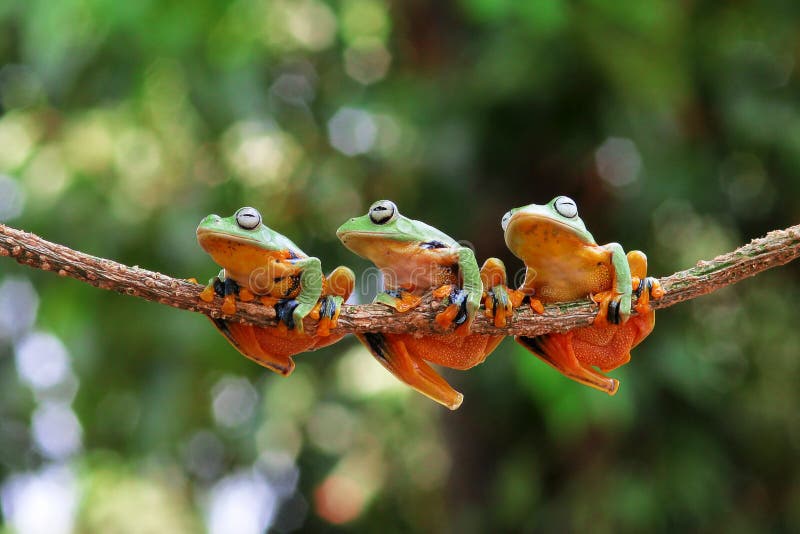 Wallace`s Flying Frog, Wallace`s Flying Frog on a Branch Stock Photo ...