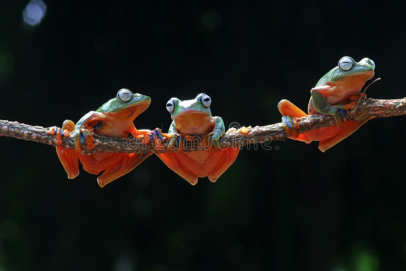 Wallace`s Flying Frog, Wallace`s Flying Frog on a Branch Stock Photo ...