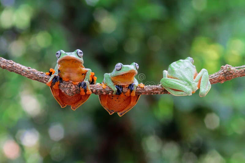 Wallace`s Flying Frog, Wallace`s Flying Frog on a Branch Stock Image ...