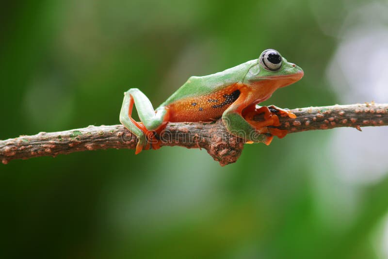 Wallace`s Flying Frog, Wallace`s Flying Frog on a Branch Stock Image ...