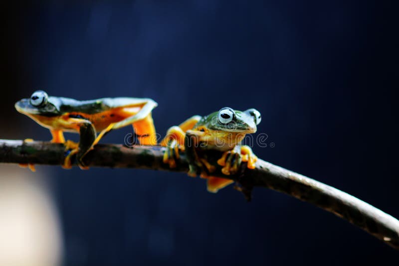 Wallace`s Flying Frog, Wallace`s Flying Frog on a Branch Stock Photo ...