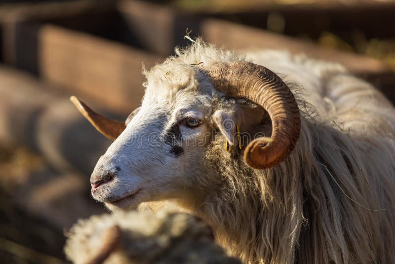 Wallachian Sheep - a Large Ram with Long Fur and Large Horns Stock ...
