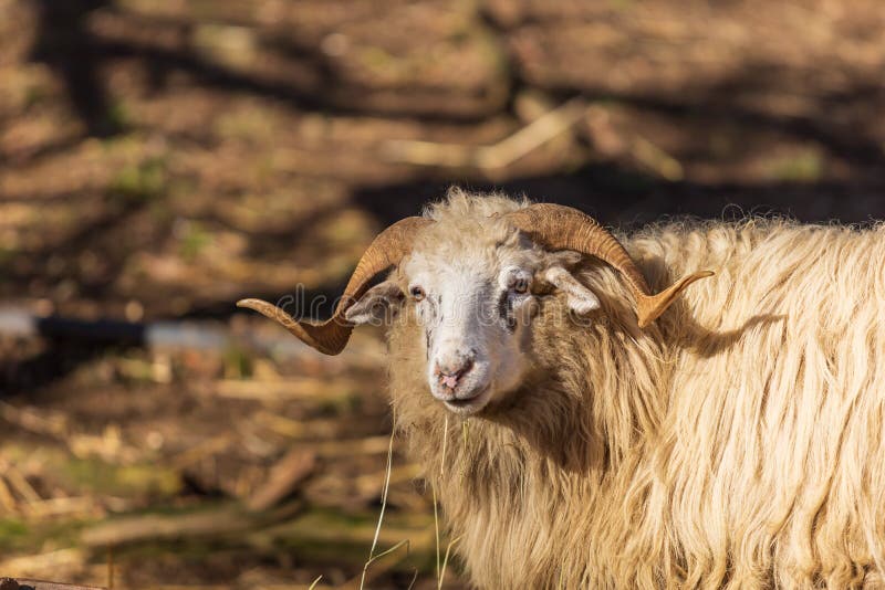Wallachian Sheep - a Large Ram with Long Fur and Large Horns Stock ...