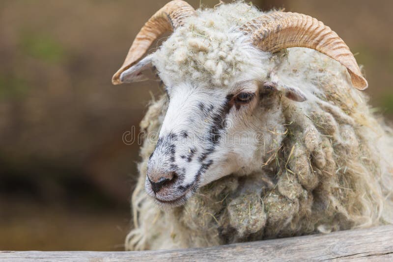 Wallachian Sheep - a Large Ram with Long Fur and Large Horns Stock ...