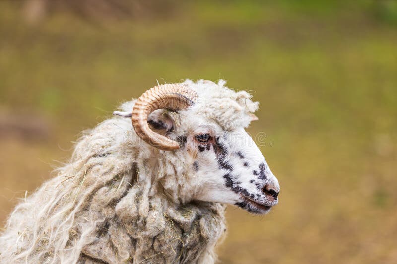 Wallachian Sheep - a Large Ram with Long Fur and Large Horns Stock ...