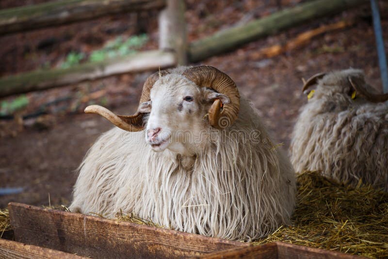 Wallachian sheep stock photo. Image of livestock, farm - 90430718