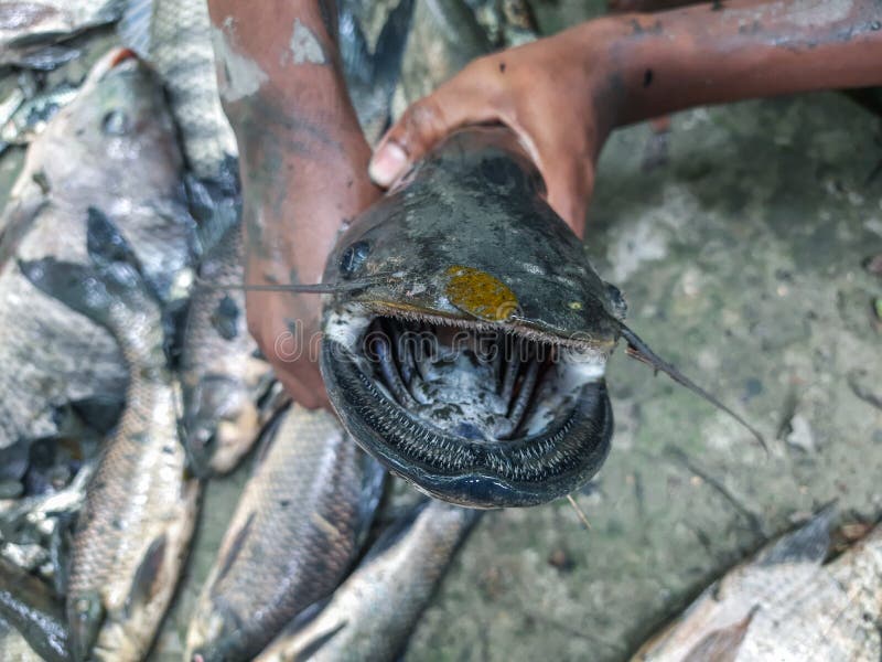 133 Catfish Teeth Stock Photos - Free & Royalty-Free Stock Photos from ...