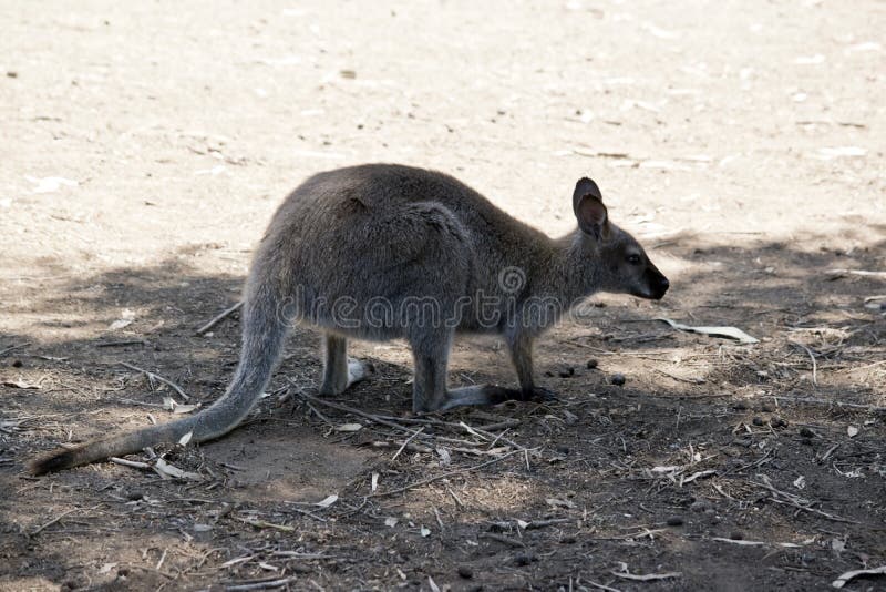 Wallaroo side view stock image. Image of wallaroo, tail - 115270971