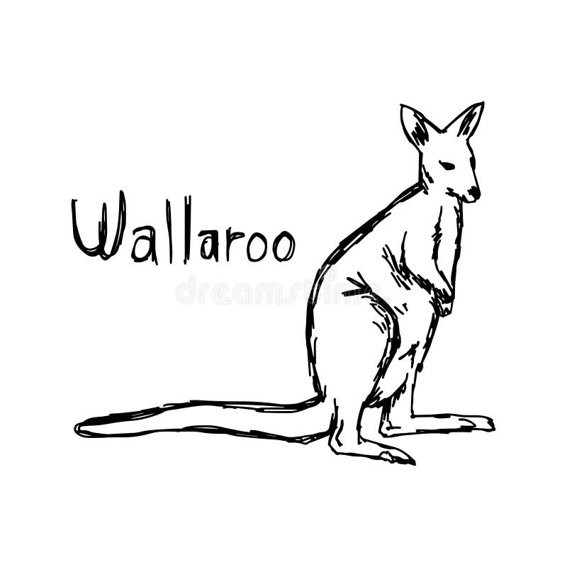 Wallaby Face Stock Illustrations – 76 Wallaby Face Stock Illustrations ...