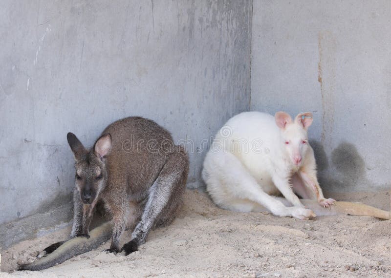Wallaroos relaxing stock photo. Image of macropus, macropodiformes ...