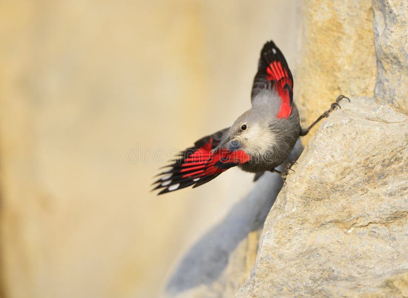 Wallcreeper stock photo. Image of foraging, food, looking - 36543084