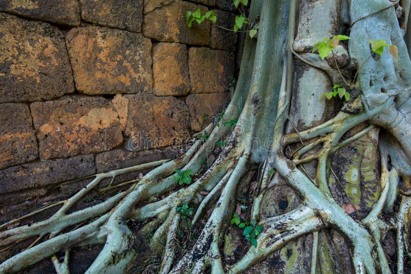Root Tree on Roof of the Abandoned House Stock Photo - Image of ...