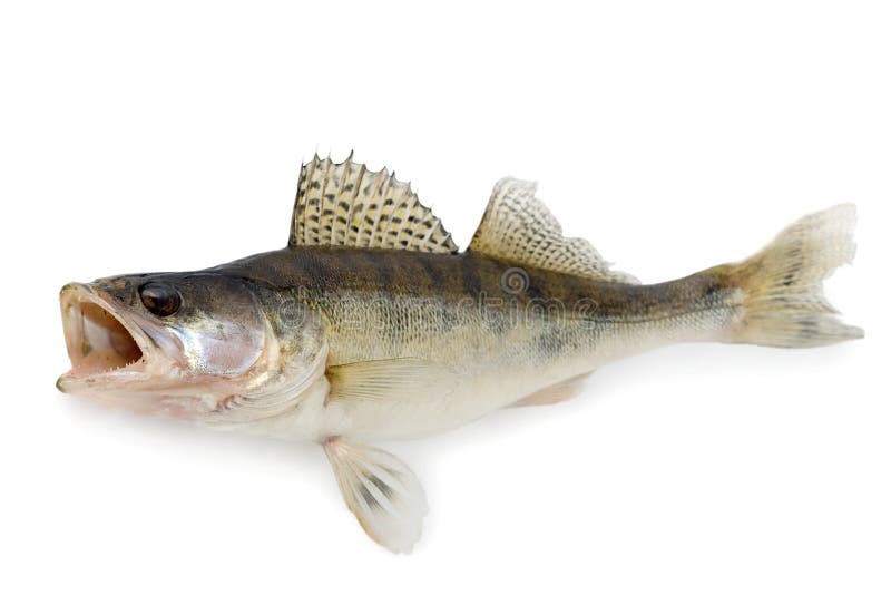 1,728 Walleye Stock Photos - Free & Royalty-Free Stock Photos from ...
