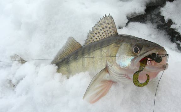 Walleye Caught on Drop-shot Rig Stock Image - Image of hobby, lying ...