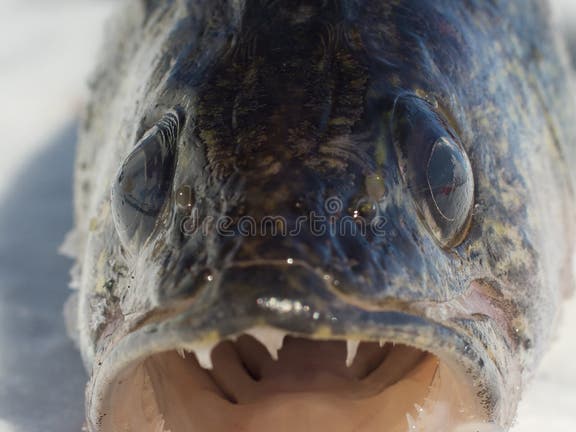 Walleye Pike стоковое изображение. изображение насчитывающей спорт ...
