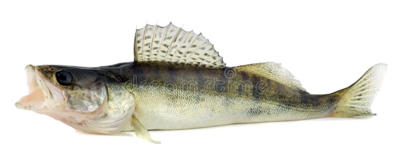 Walleye zander fish stock image. Image of draught, fish - 9498973
