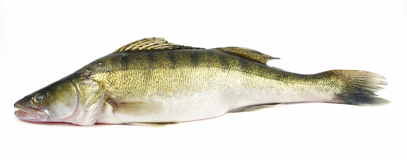 Trophy Largemouth Bass stock photo. Image of nature, mouth - 40301352