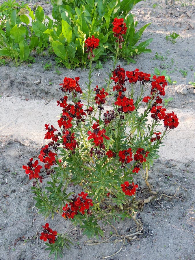 Wallflower, Erysimum Cheiri, during Flowering Stock Photo - Image of ...
