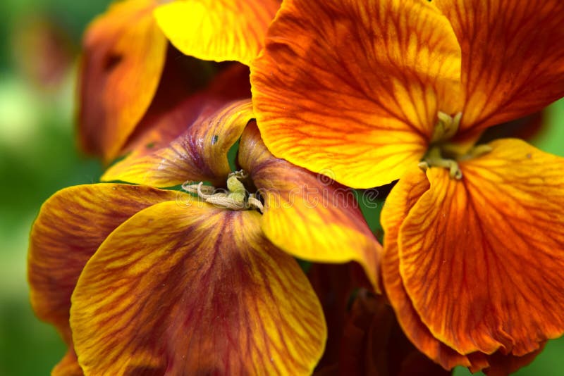 Wallflower (Orange) stock photo. Image of orange, wallflower - 72897264